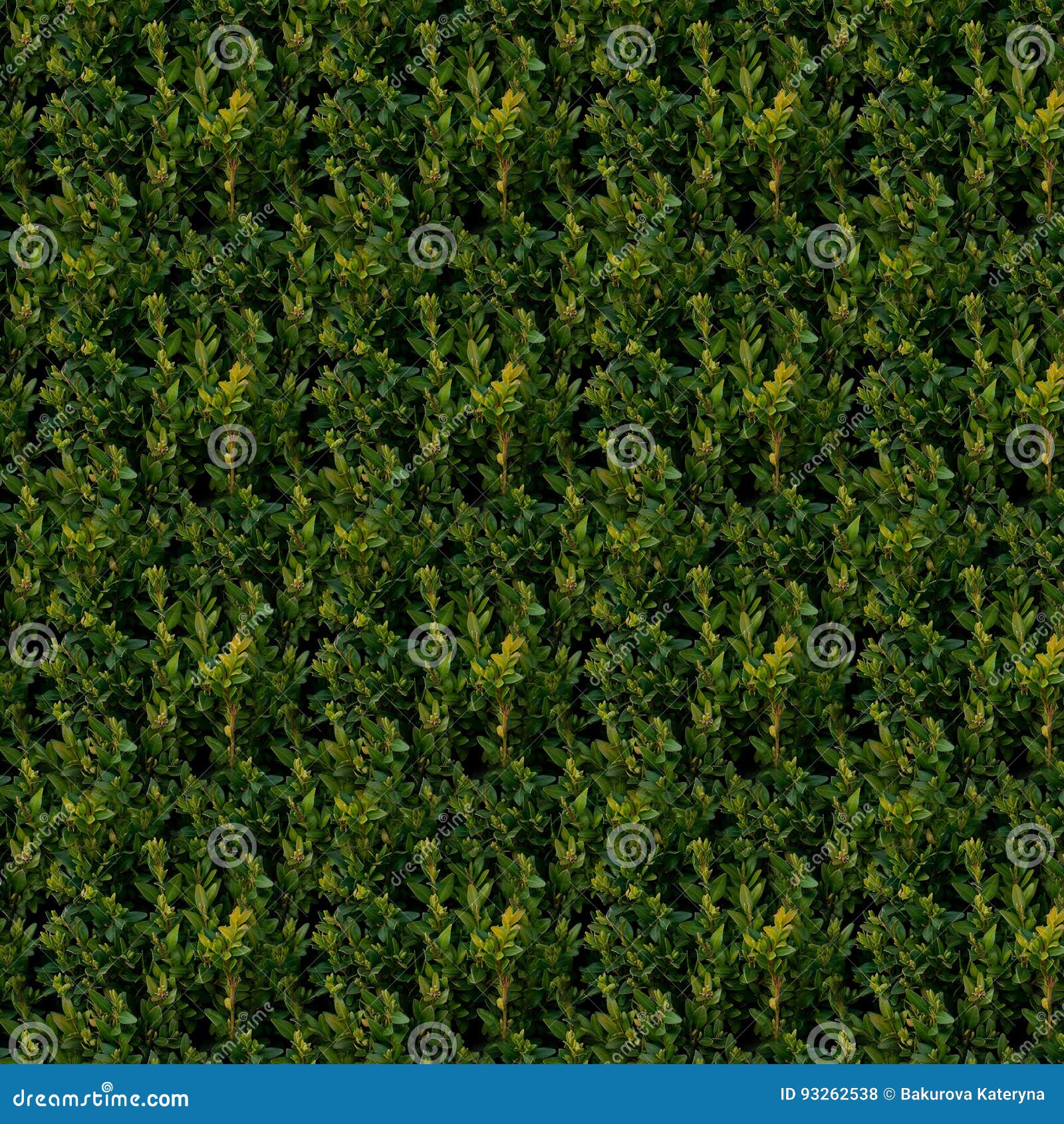 Green Bush Seamless Pattern Stock Photo - Image of foliage, lawn: 93262538