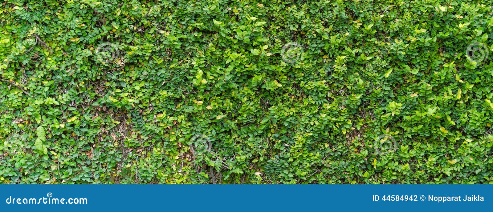 Green Bush Seamless Tileable Texture Stock Photo - Image of grunge ...