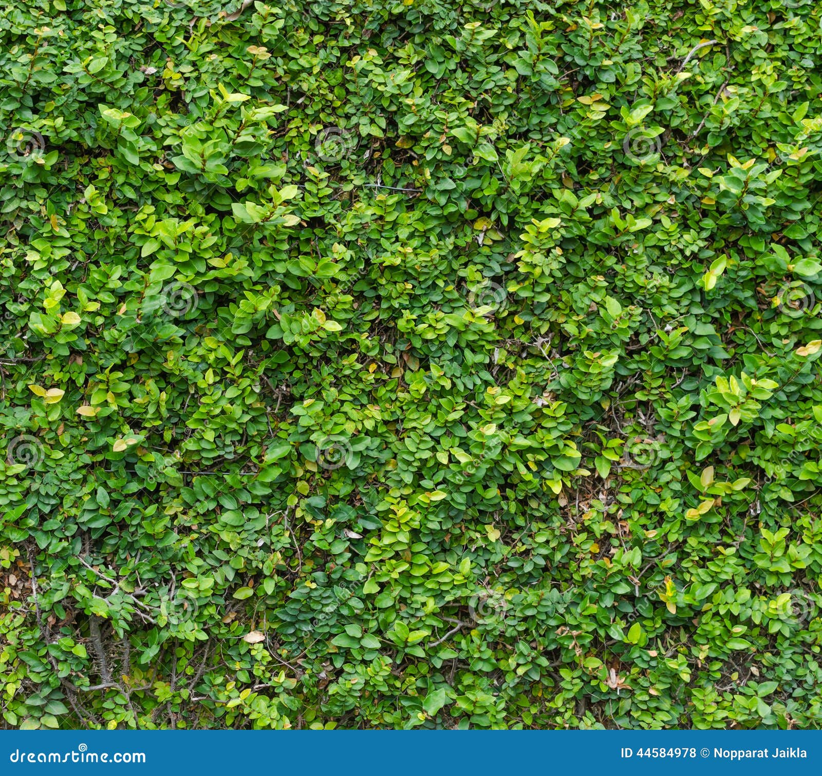 Green Bush. Seamless Tileable Texture Stock Photo - Image of ...