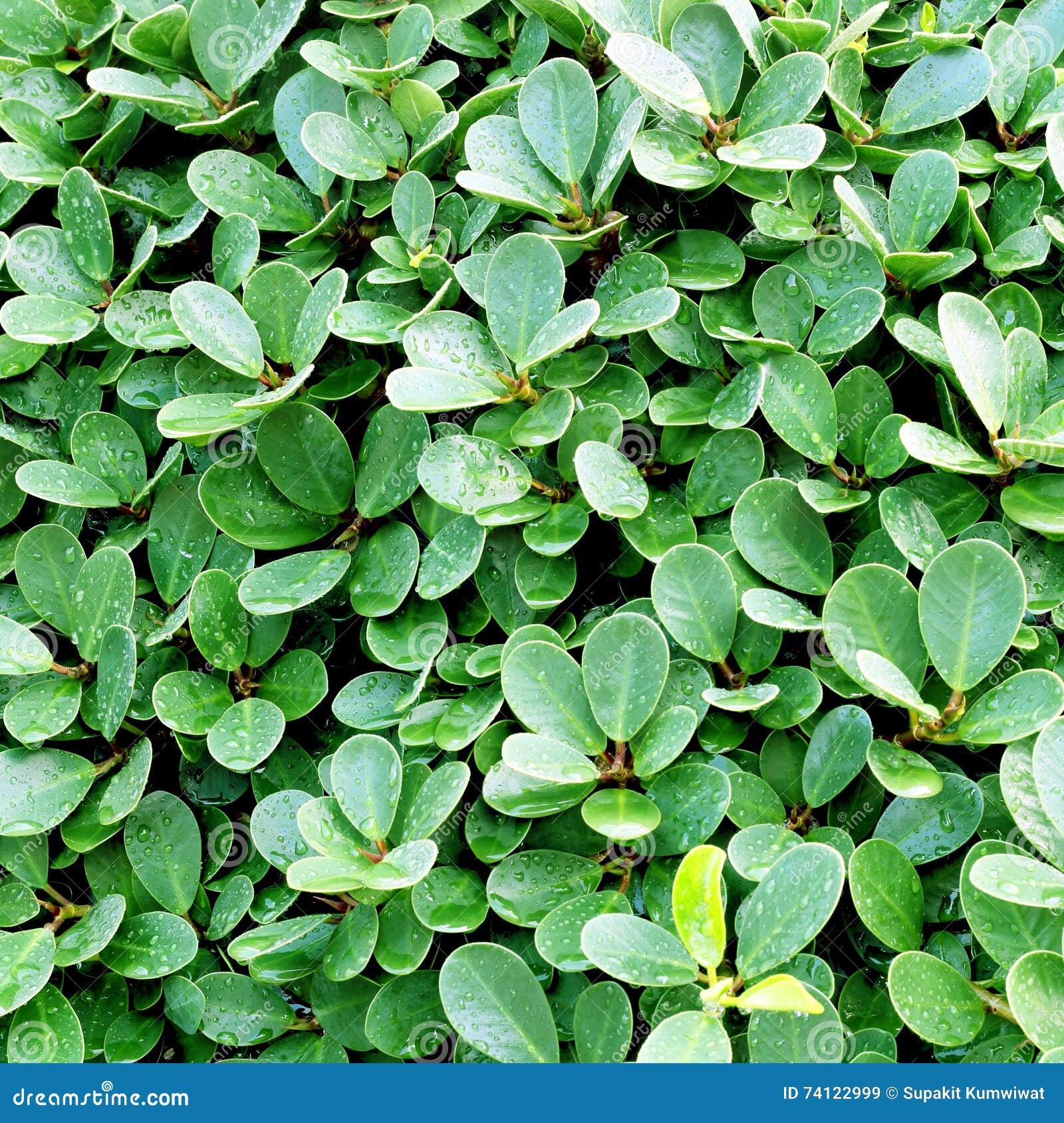 Green Bush. stock image. Image of fragment, environment - 74122999