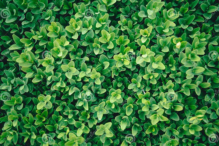 Green Bush. Seamless Tileable Stock Image - Image of field, ecology ...