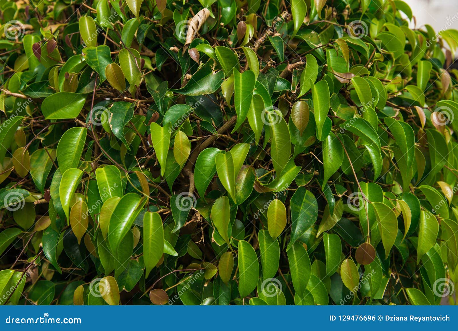 Small Tree. Green Bush with Small Leaves. Shrub Covered with Leaves ...