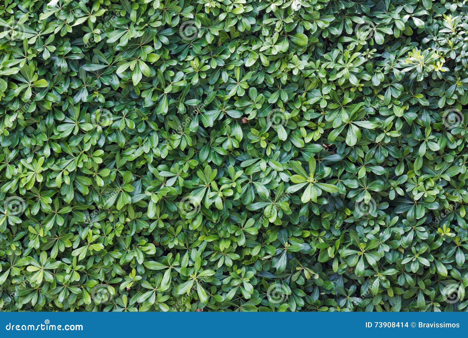 Green Bush Texture. stock photo. Image of carpet, environment - 73908414