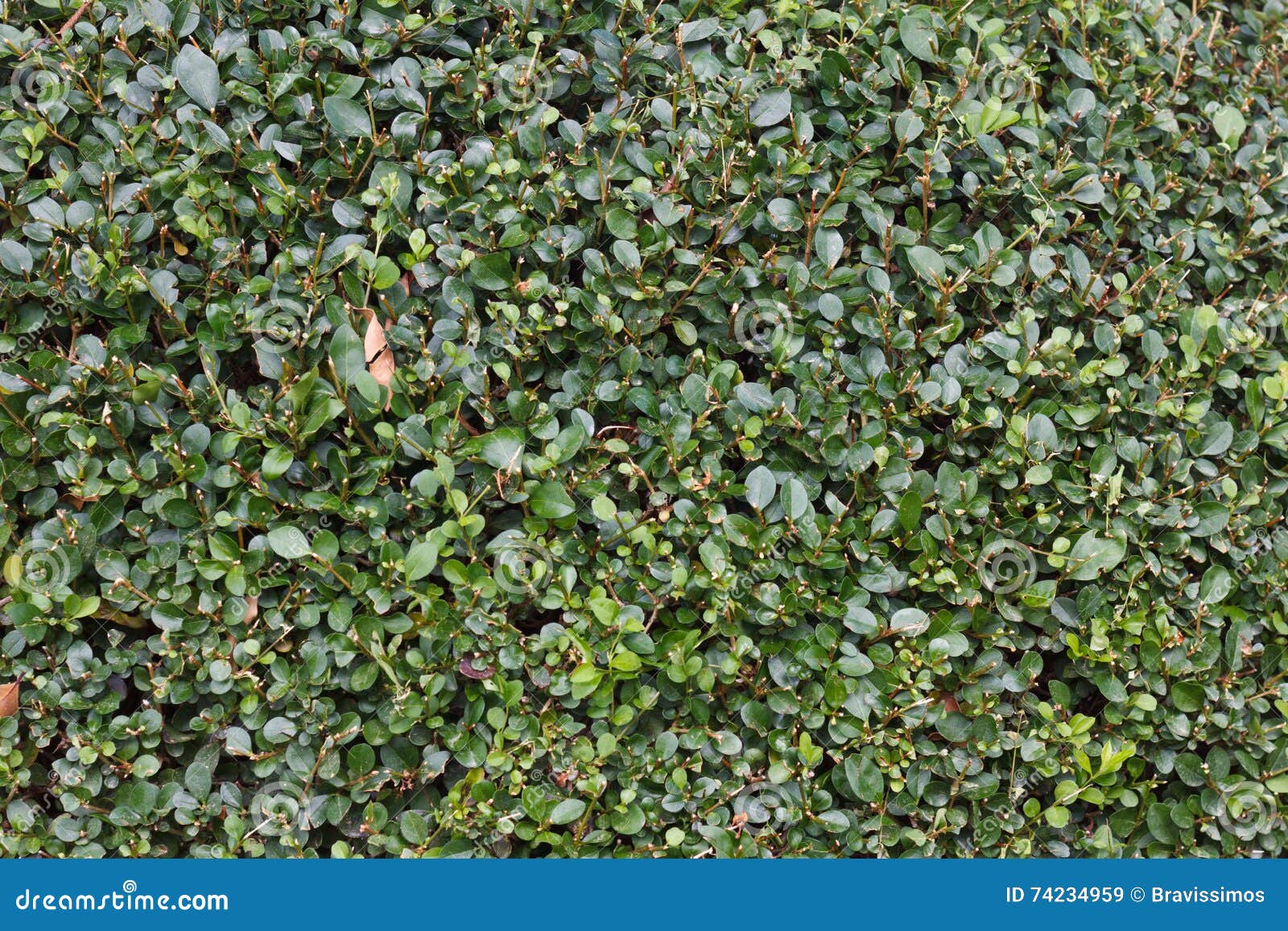 Green Bush Texture. stock image. Image of background - 74234959