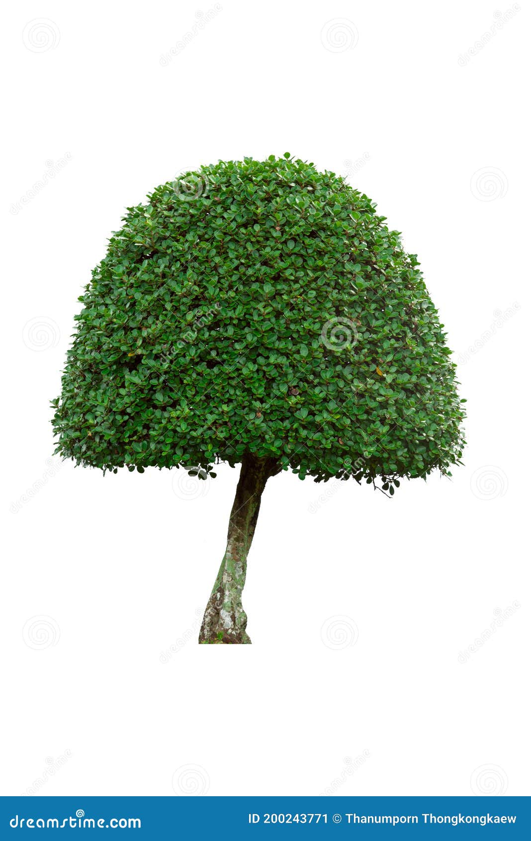 Green Bush Tree Isolated on White Background Stock Image - Image of ...