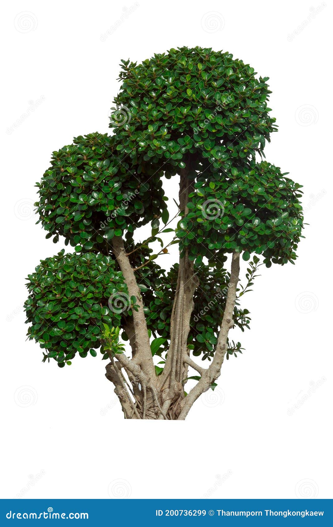 Green Bush Tree Isolated on a White Background Stock Image - Image of ...
