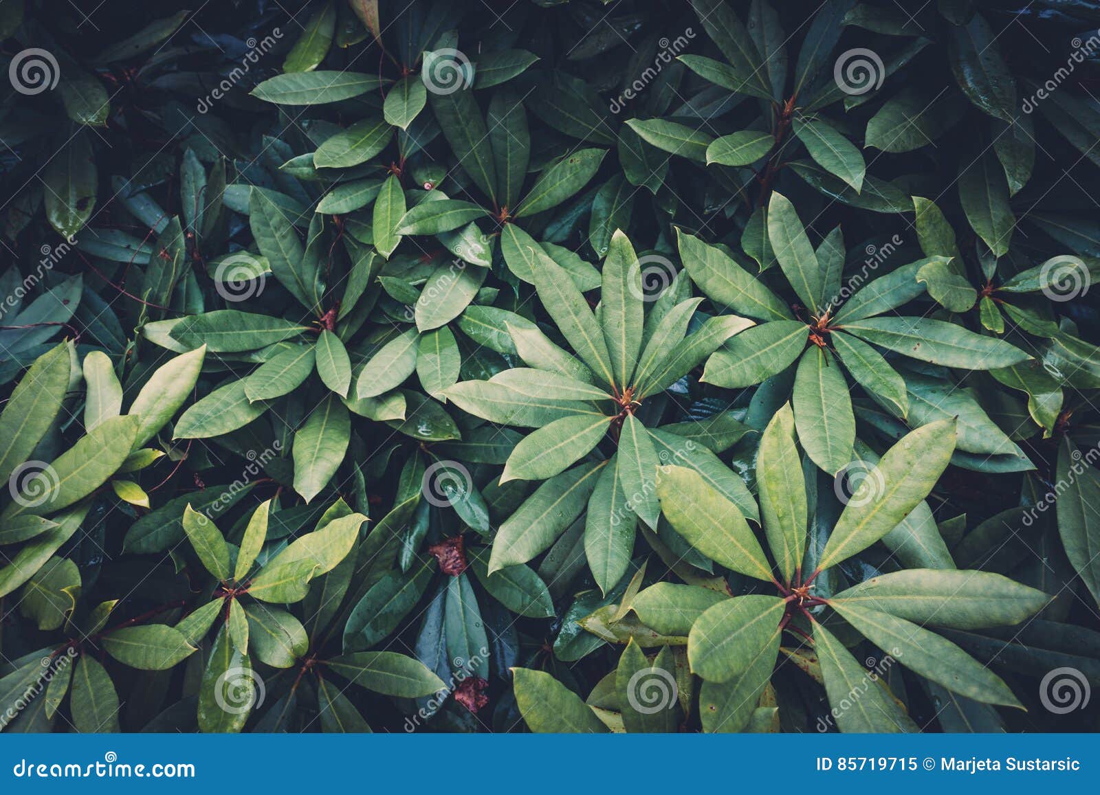 Green Bush stock image. Image of close, summer, bush - 85719715
