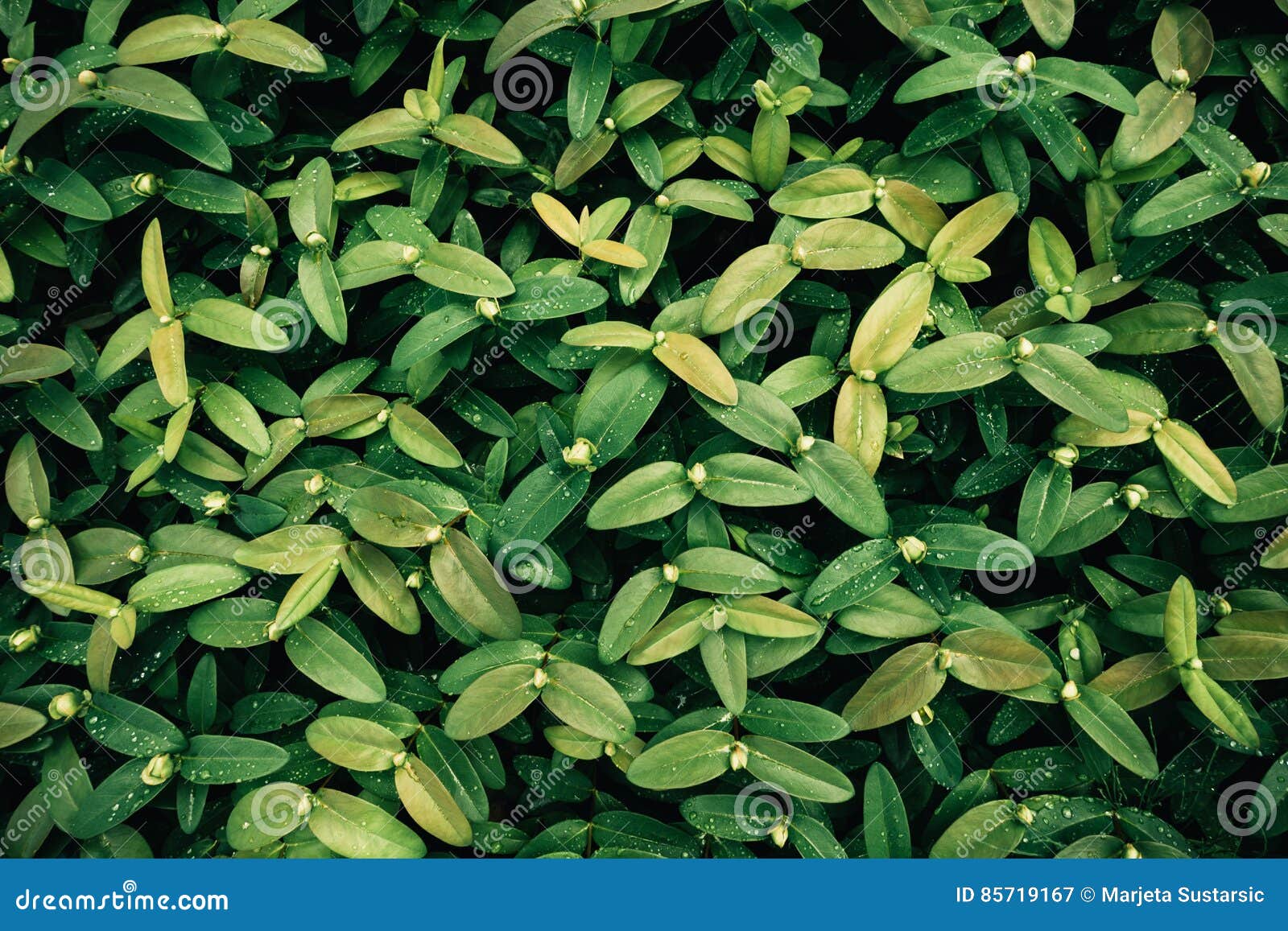 Green Bush stock image. Image of foliage, environment - 85719167