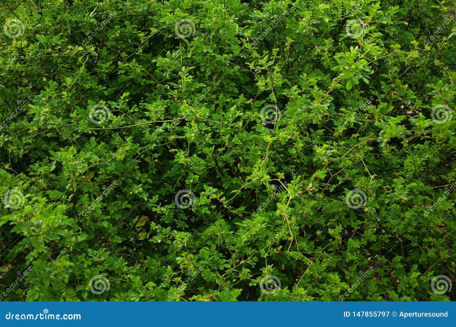 Green bush wall background stock image. Image of herb - 147855797