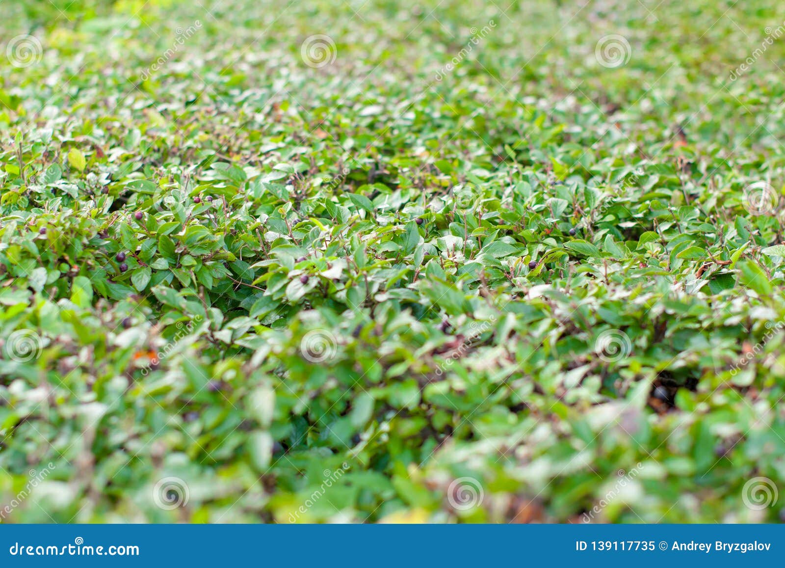 Green Bush or Wall of Shrubs and Spring Time. Selective Focus Stock ...