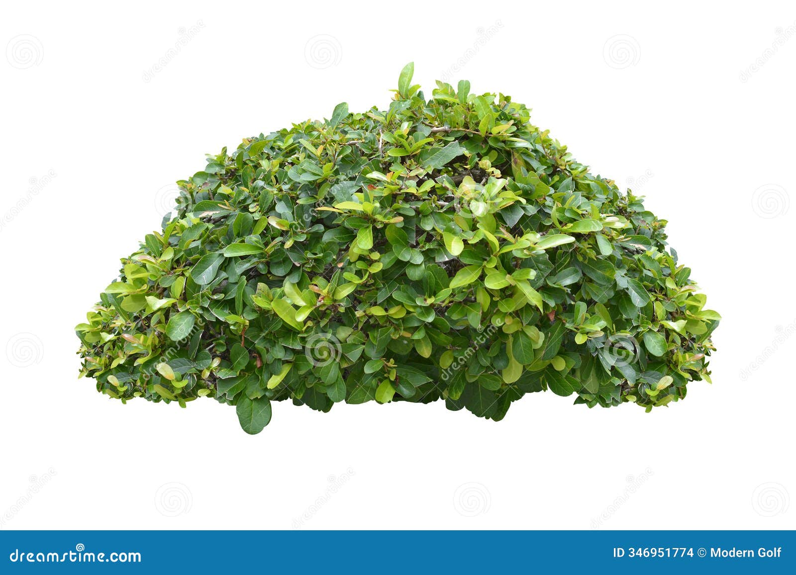 Green Bush on White Background . Stock Illustration - Illustration of ...