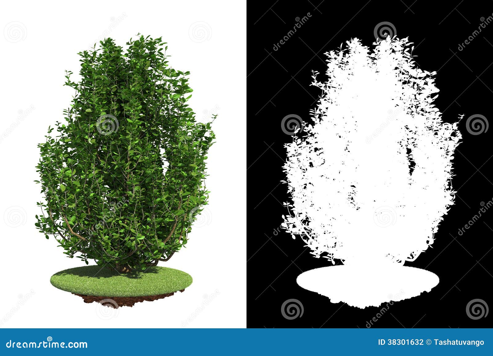 Green Bush on White Background. Stock Photo - Image of outdoors, island ...