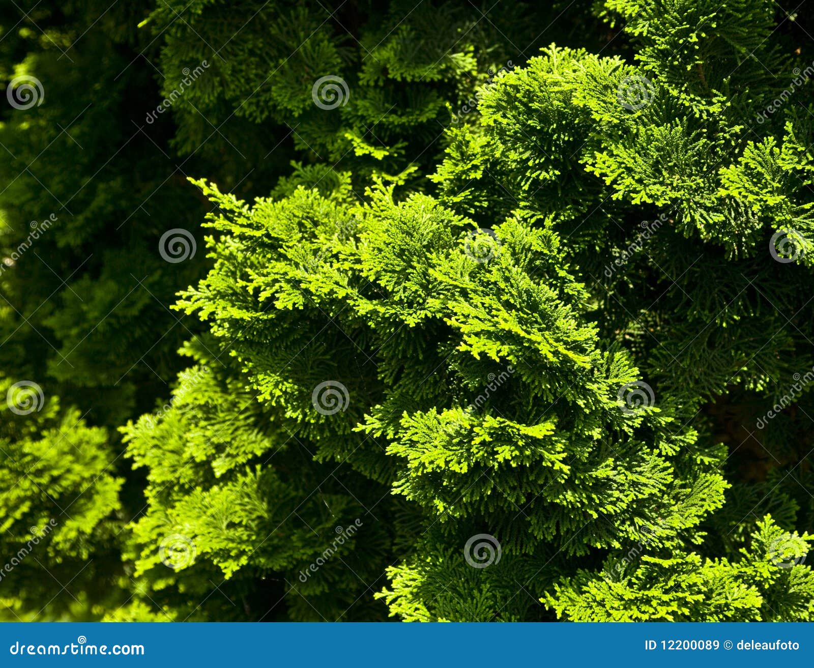 Green bushes stock image. Image of tree, flora, subshrub - 12200089