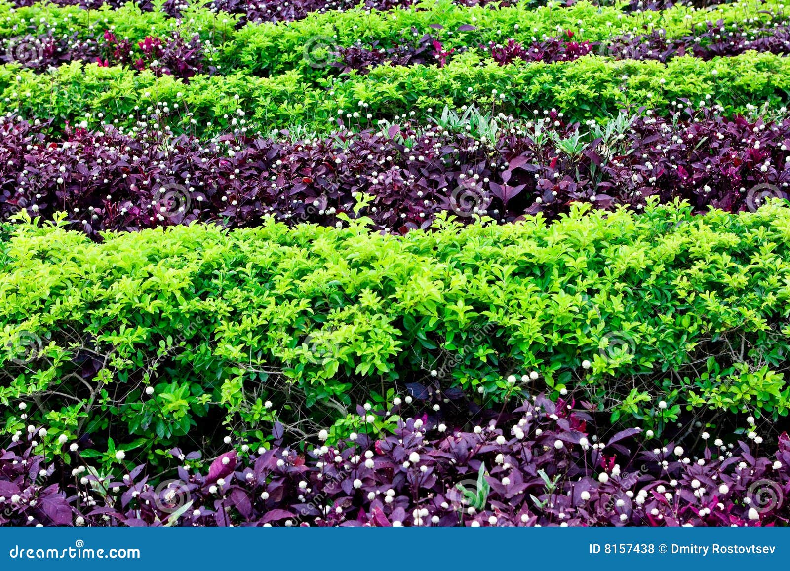 Green bushes stock photo. Image of green, leaf, daylight - 8157438
