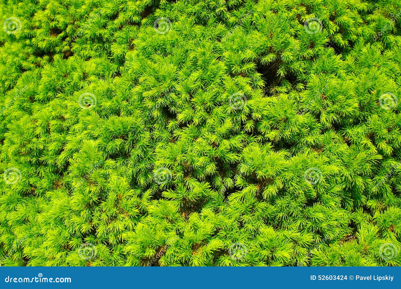 Green bushes stock photo. Image of leaves, vegetation - 52603424