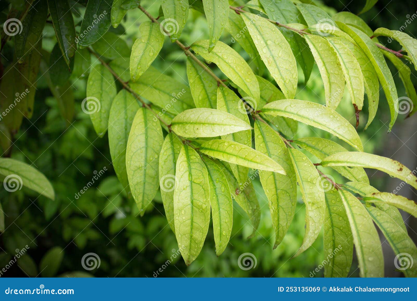 Green Bushes Background. Leaves Texture Background Stock Image - Image ...