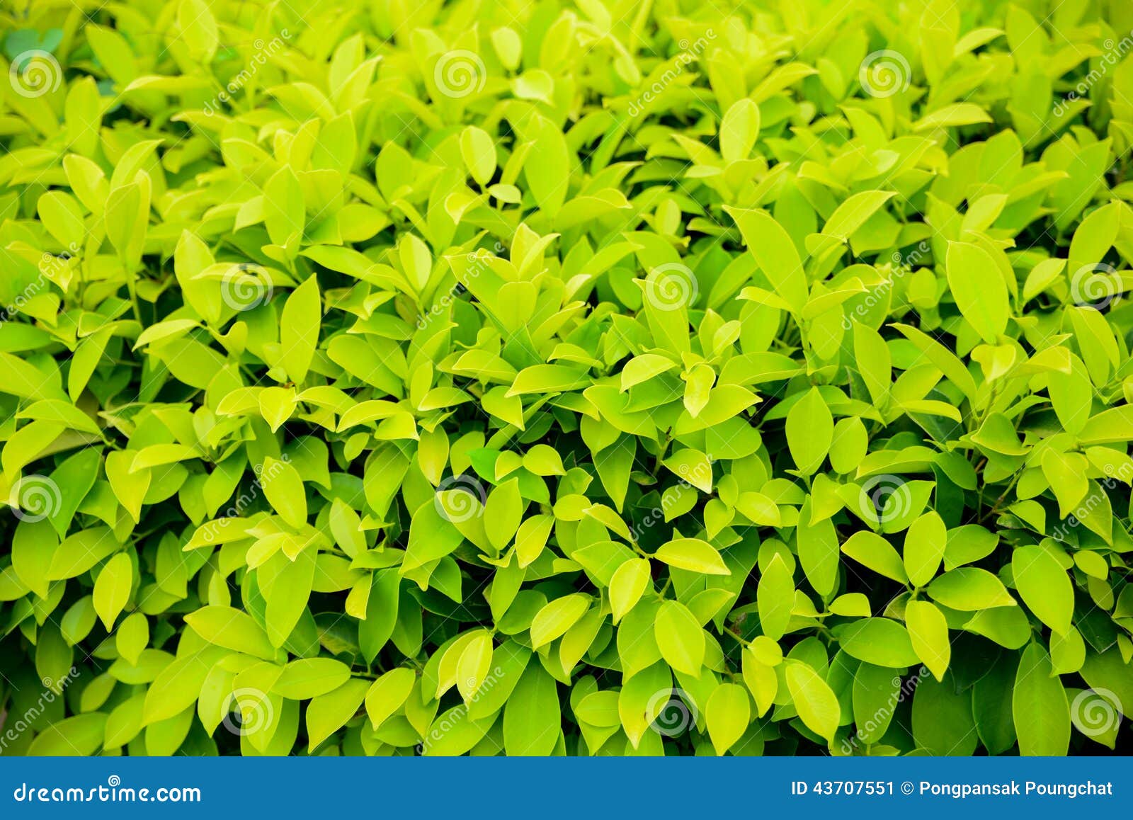Green bushes. stock image. Image of bramble, green, leaf - 43707551
