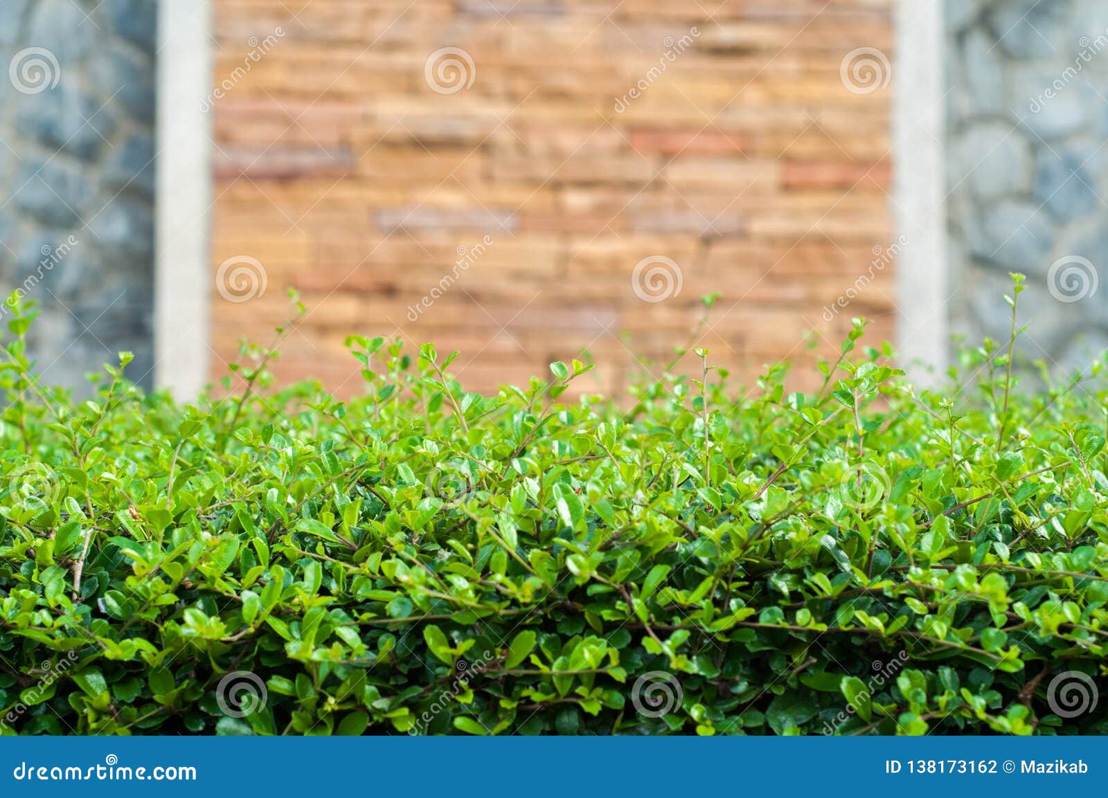 Green Bushes and Brick Wall Stock Photo - Image of brickwork, concrete ...