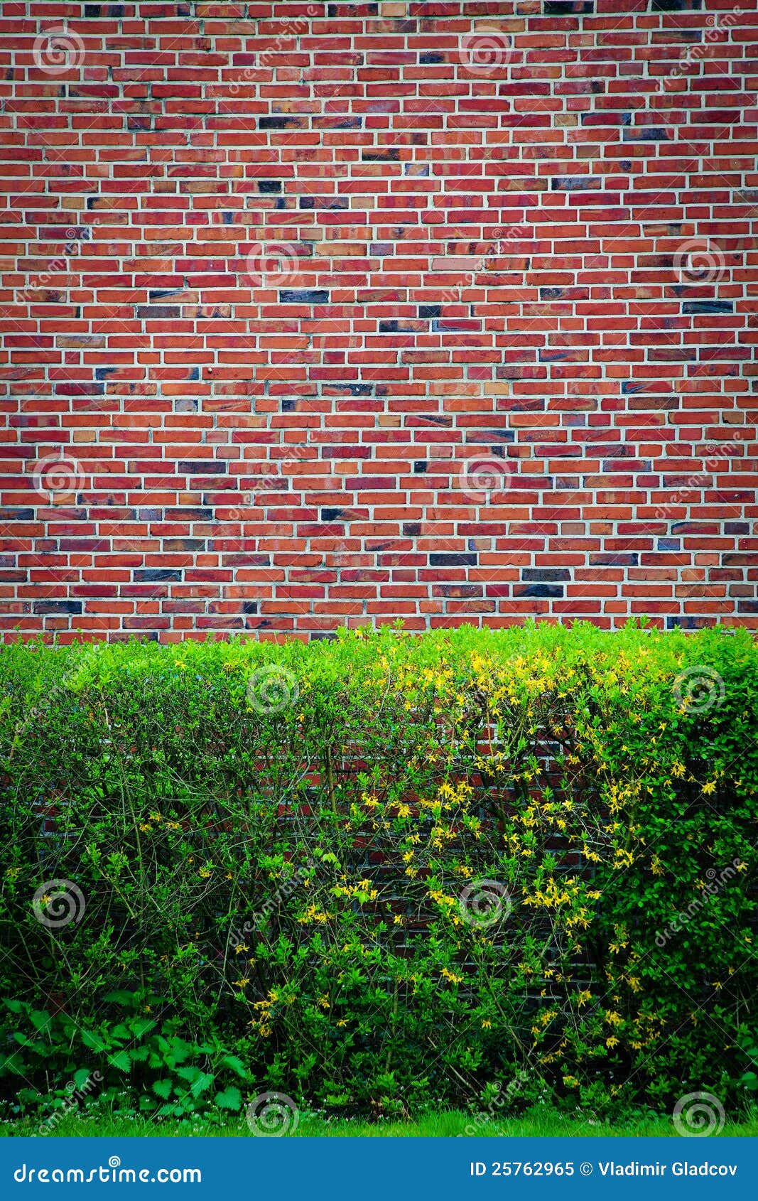Green Bushes at an Brown Wall Stock Image - Image of style, ancient ...