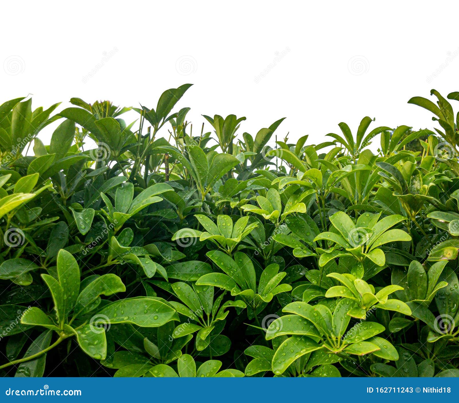 Green Bushes Isolated On White Stock Photography | CartoonDealer.com ...
