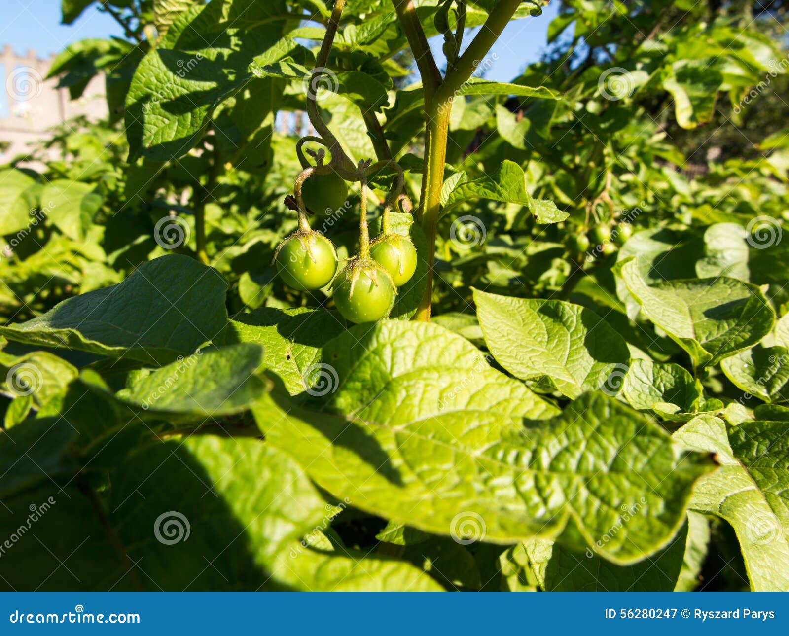 Green Bushes Potatoes with Fresh Fruit Stock Image - Image of potato ...