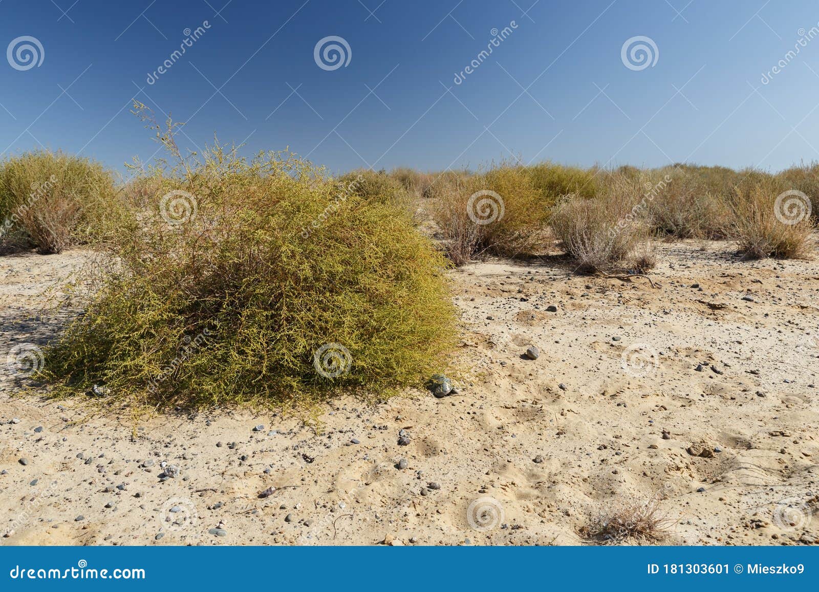 Green Bushes in the Sand Desert Stock Image - Image of green, rural ...