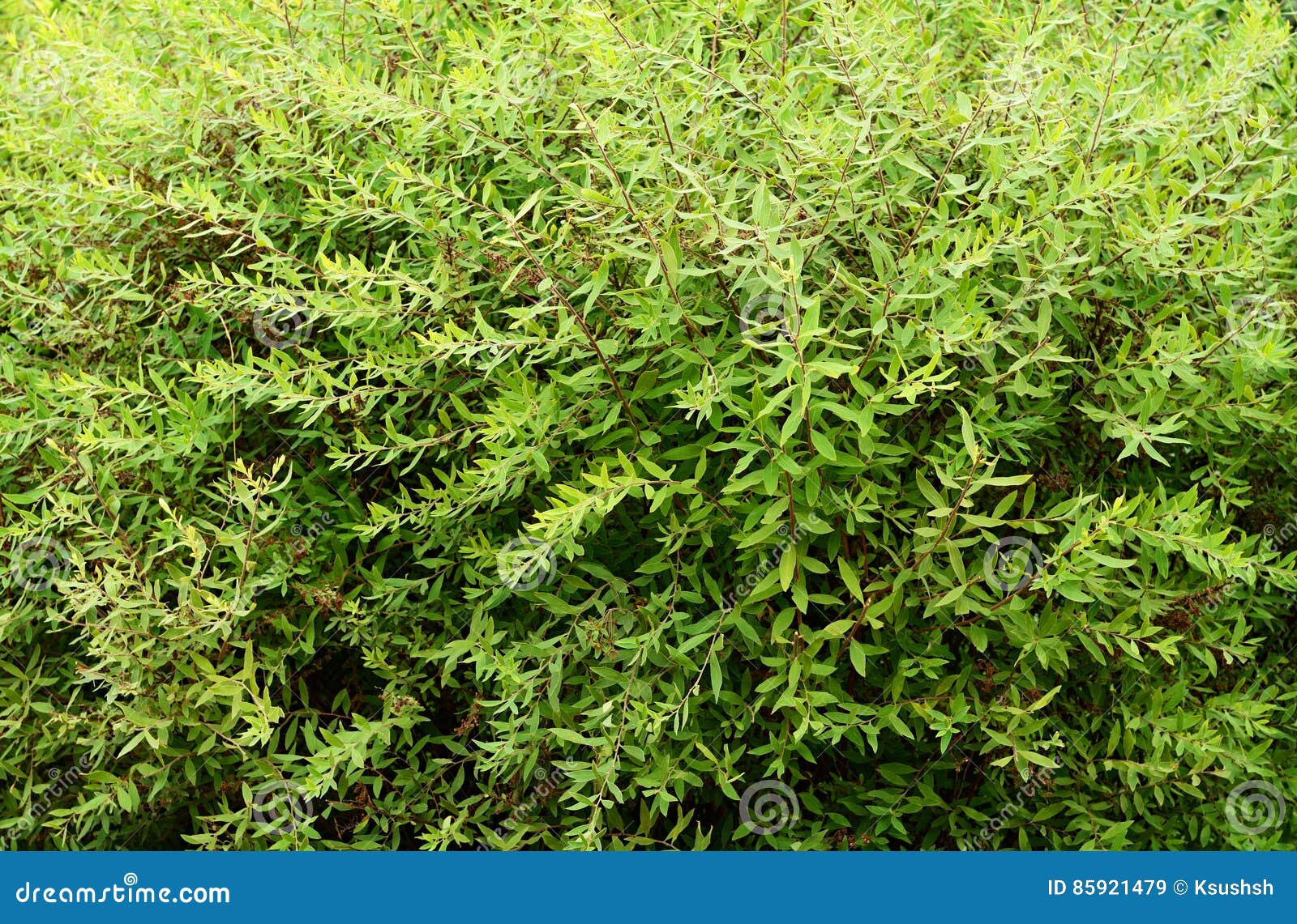 Green Bushes with Small Leaves Stock Image - Image of bushes, green ...