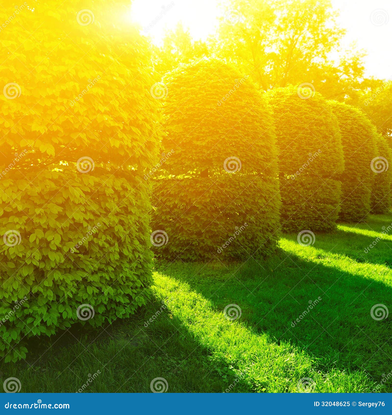 Green bushes in sun light stock image. Image of park - 32048625