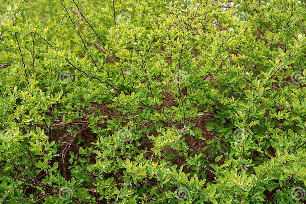 Green bushes texture stock image. Image of leaves, backdrop - 90927145
