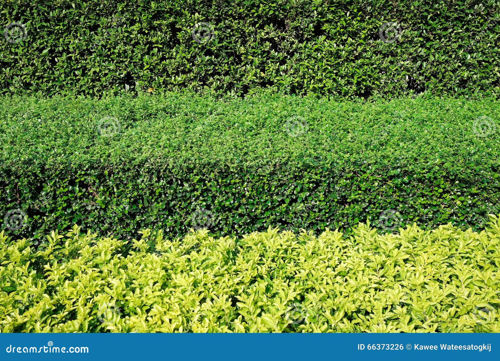 Green Bushes in Three Horizontal Layers Background Stock Photo - Image ...