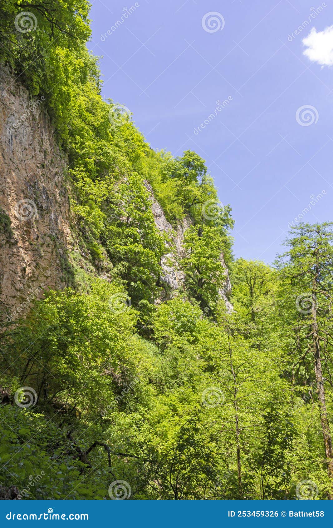 Vegetation on cliffside stock photo. Image of bushes - 253459326