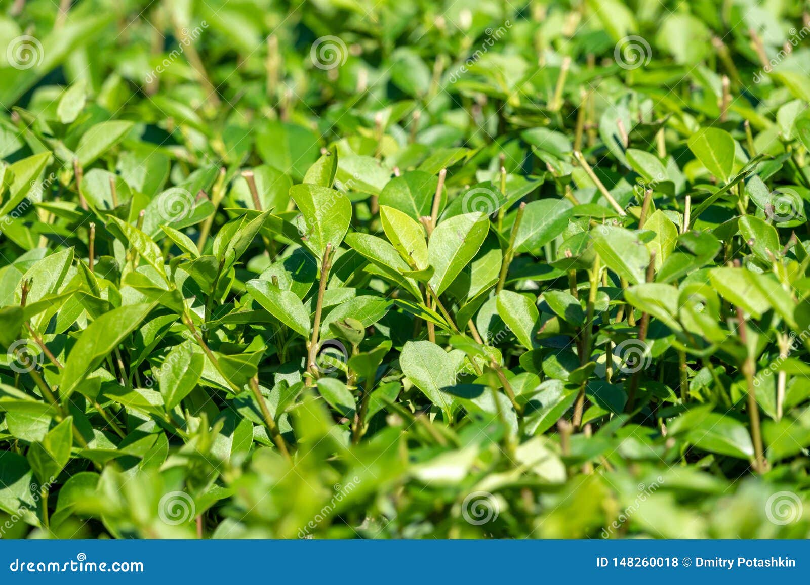 Green Bushes with Trimmed Branches and Young Leaves Stock Photo - Image ...