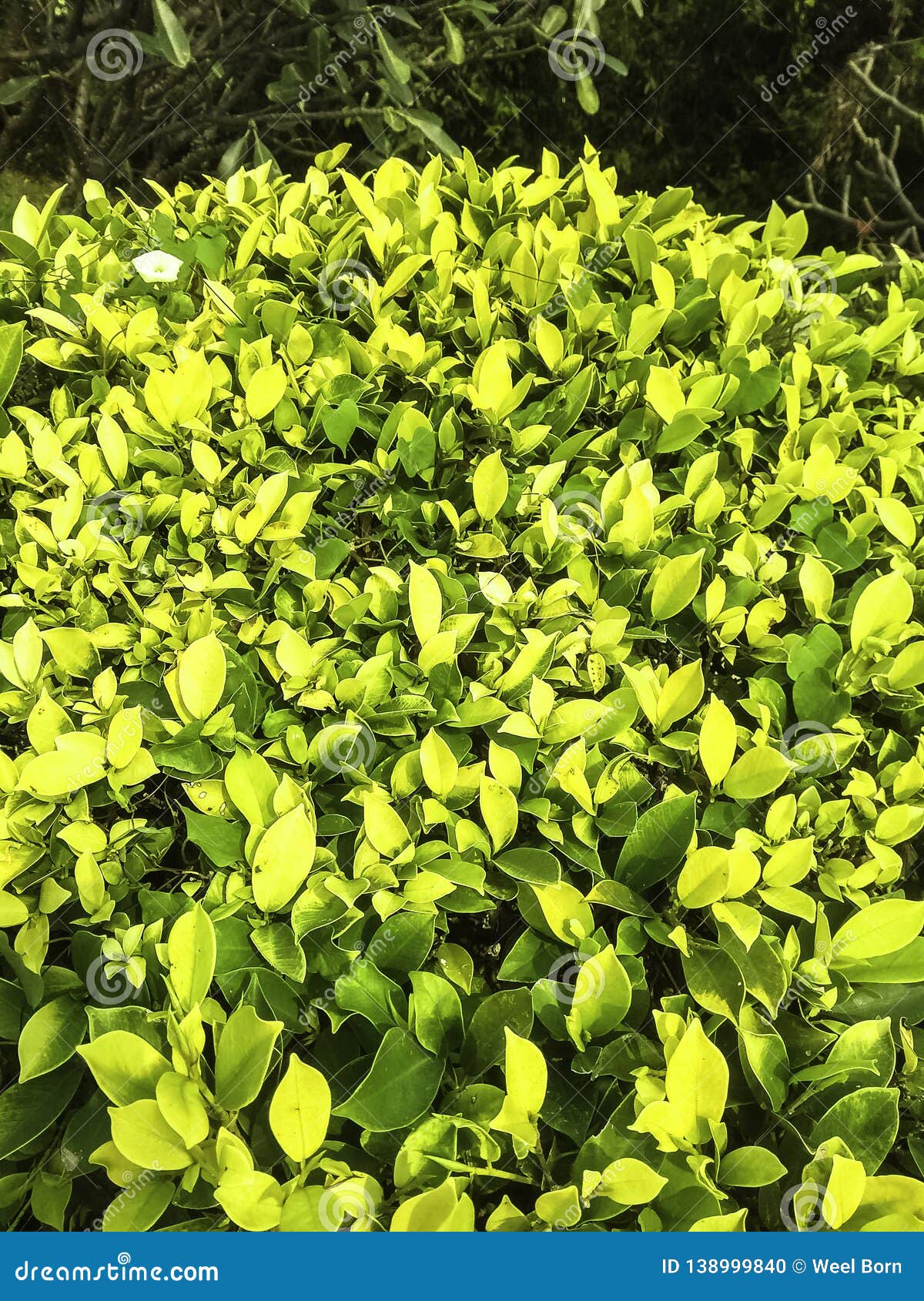 The green bushes stock photo. Image of grass, fashion - 138999840