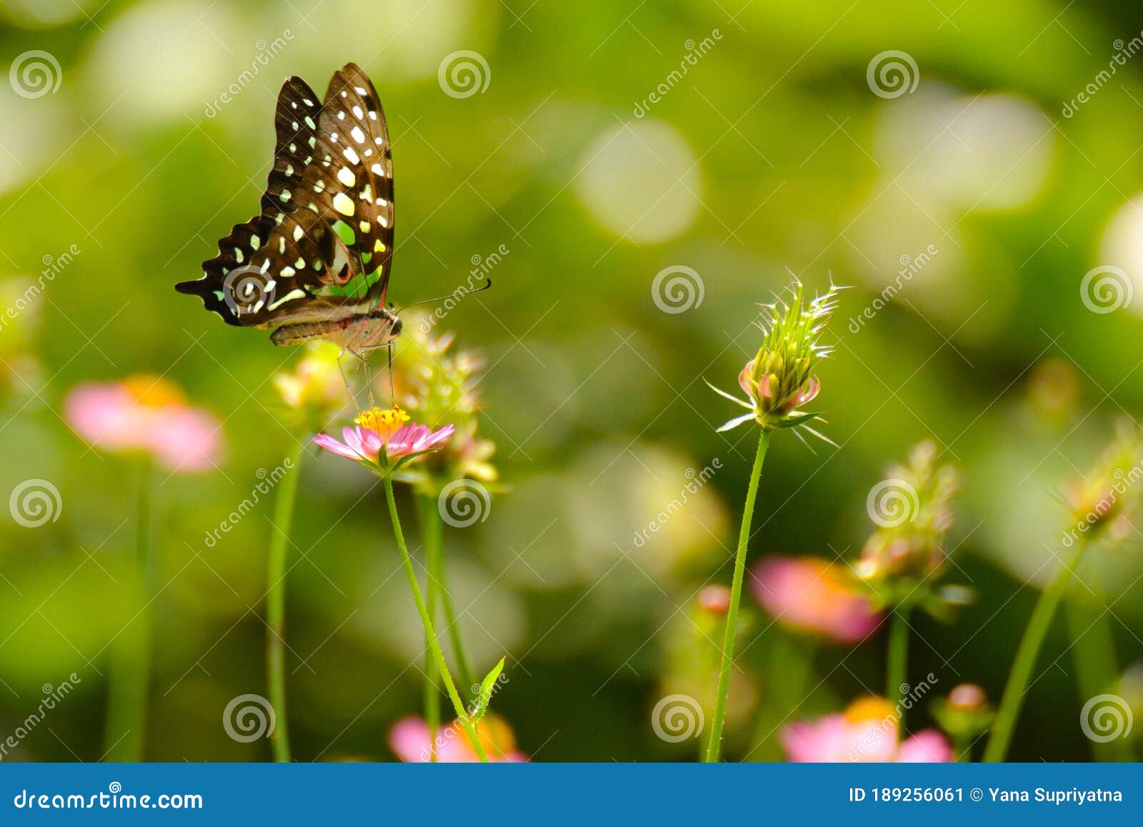 Green buterfly Graphium stock image. Image of casia - 189256061