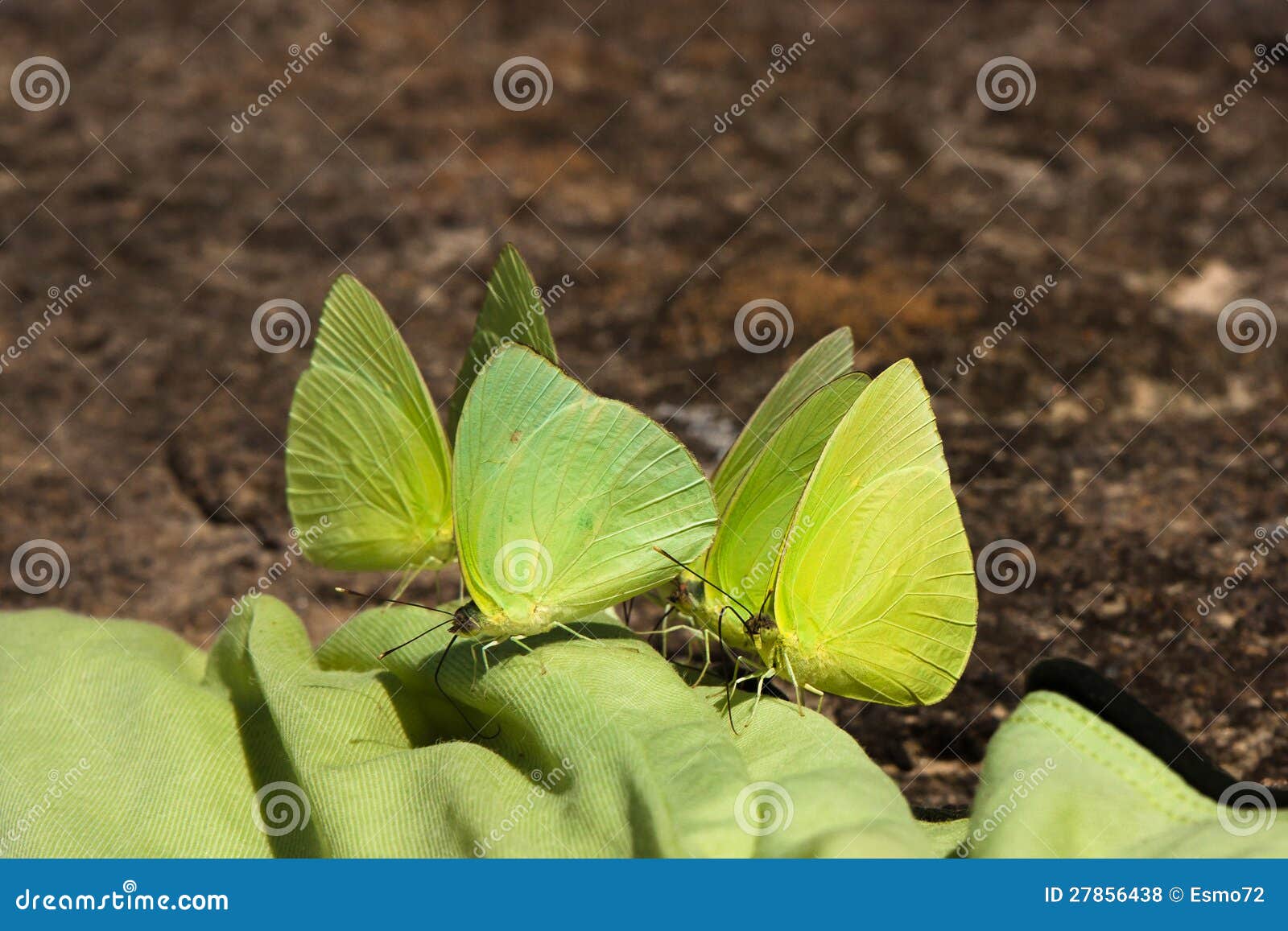 Green Butterflies Repeat Pattern Background Stock Photography ...