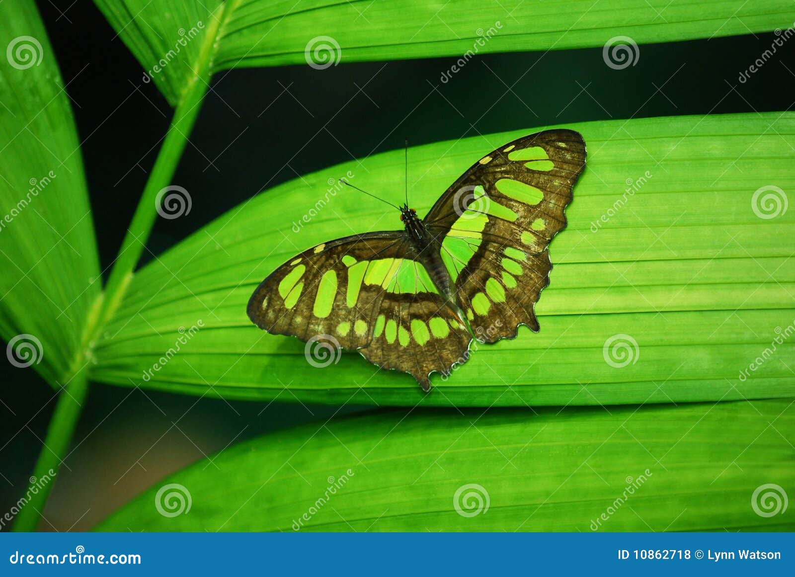 Green Butterfly stock photo. Image of rainforest, green - 10862718