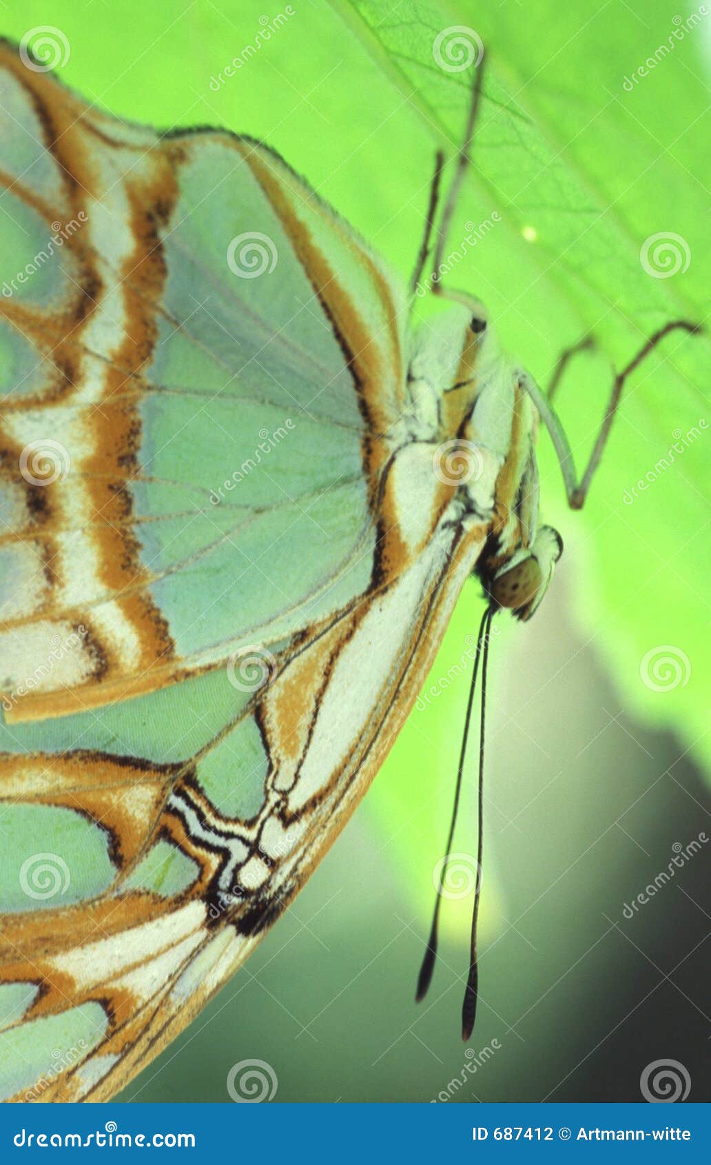 The Green Butterfly Royalty-Free Stock Photography | CartoonDealer.com ...
