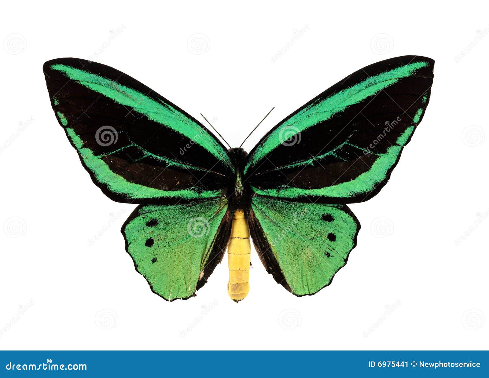 Green Butterfly stock image. Image of colorful, insect - 6975441