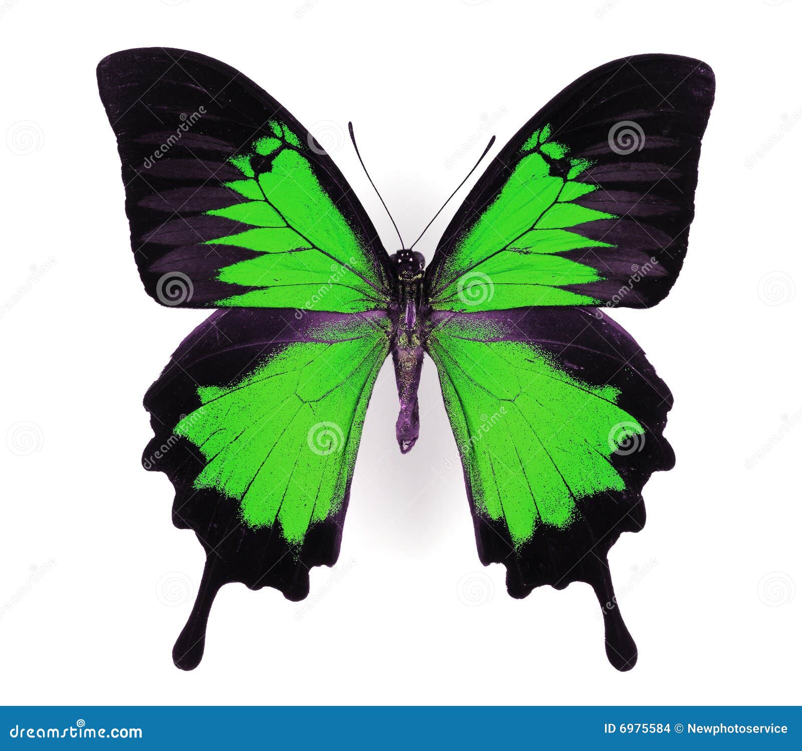 Green Butterfly stock photo. Image of antennae, decoration - 6975584