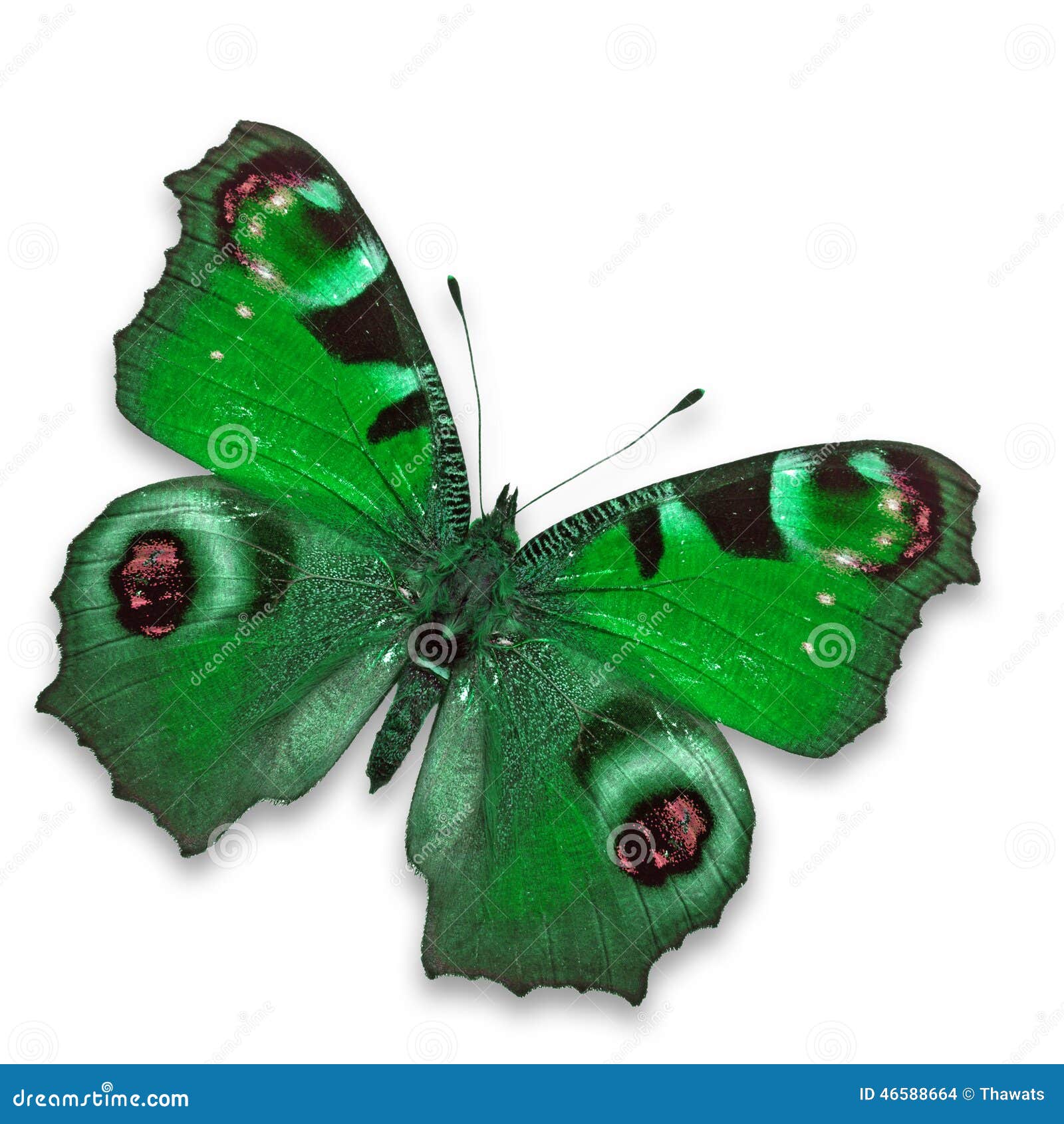 Green Butterfly stock photo. Image of isolated, single - 46588664