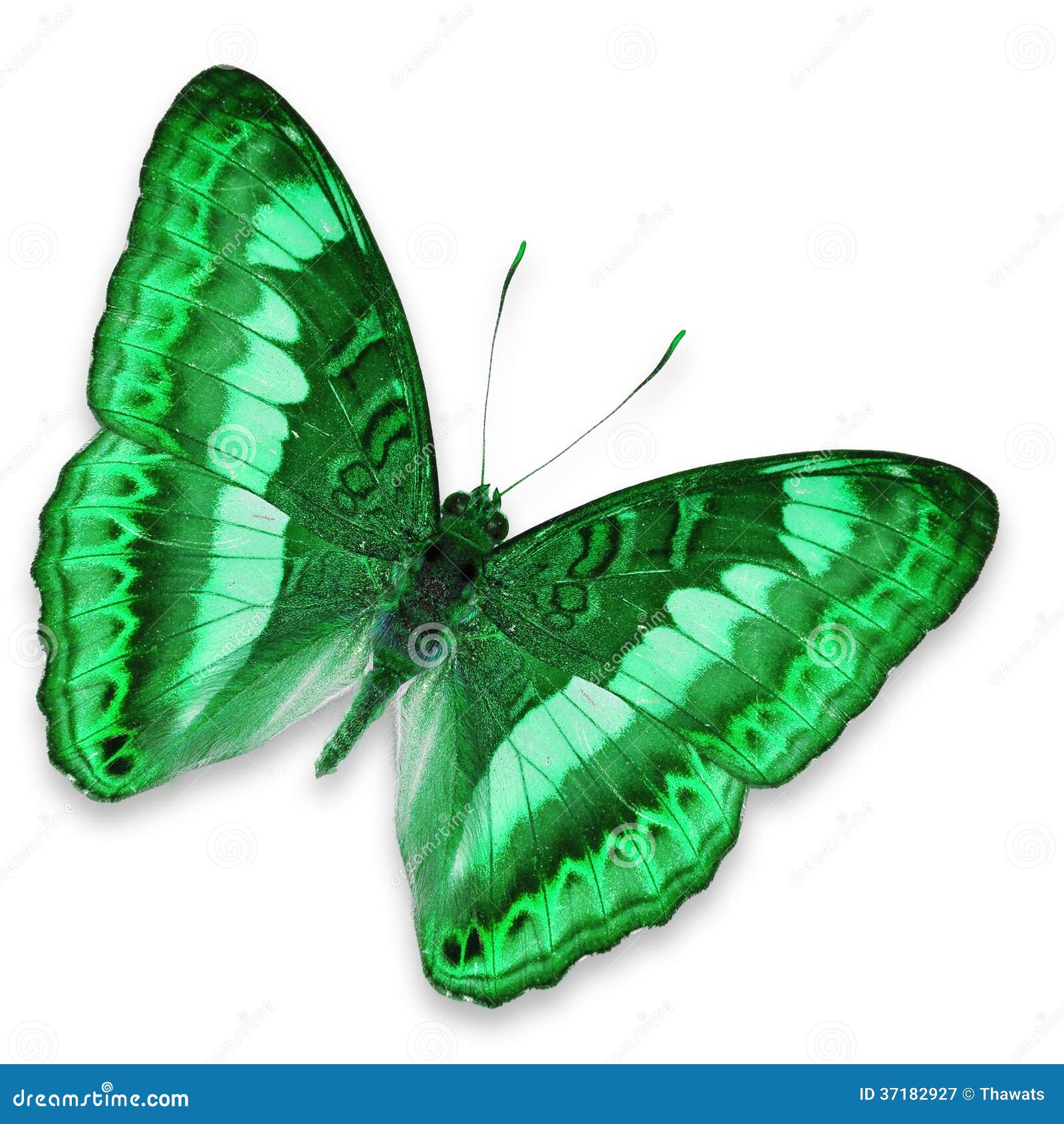 Green Butterfly Stock Photography | CartoonDealer.com #58815416