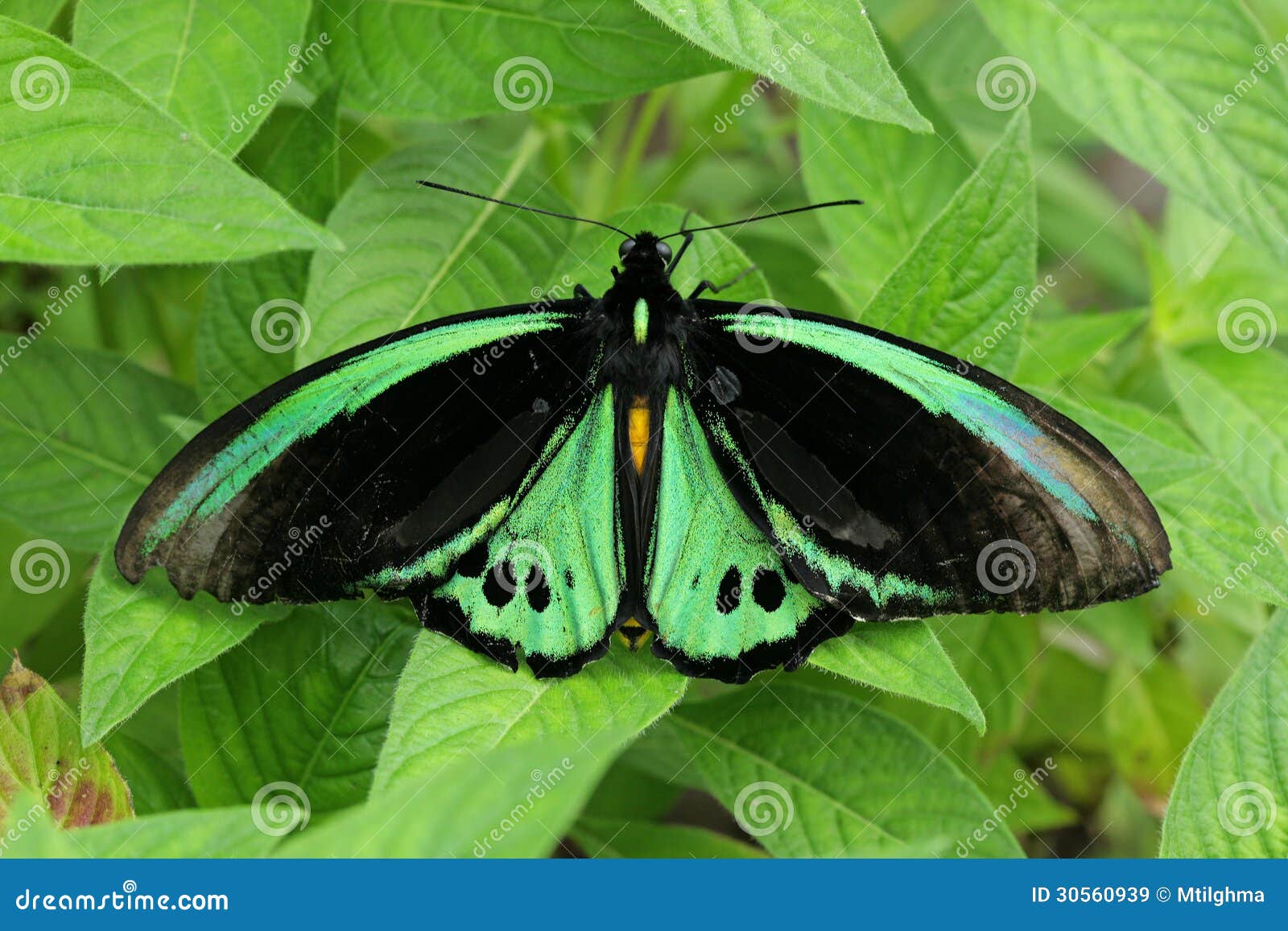 Green butterfly on leaves stock image. Image of wings - 30560939