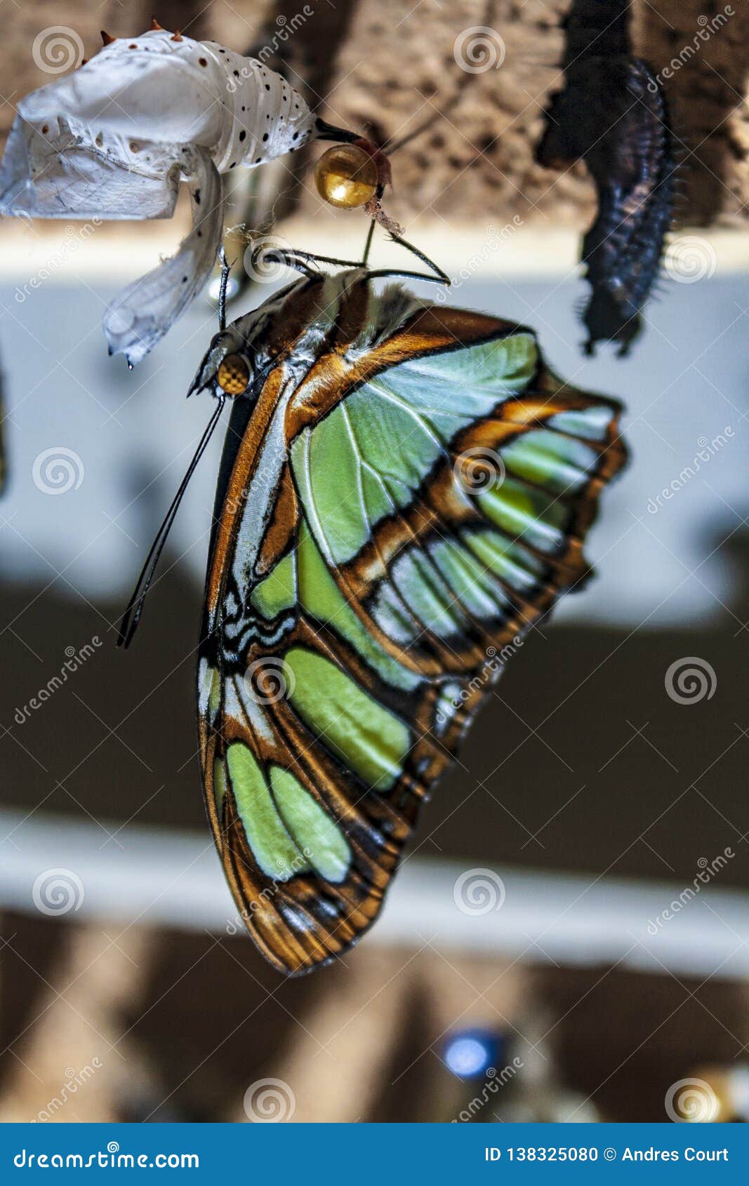 Green Butterfly Out of Its Cocoon Stock Photo - Image of side, mindo ...