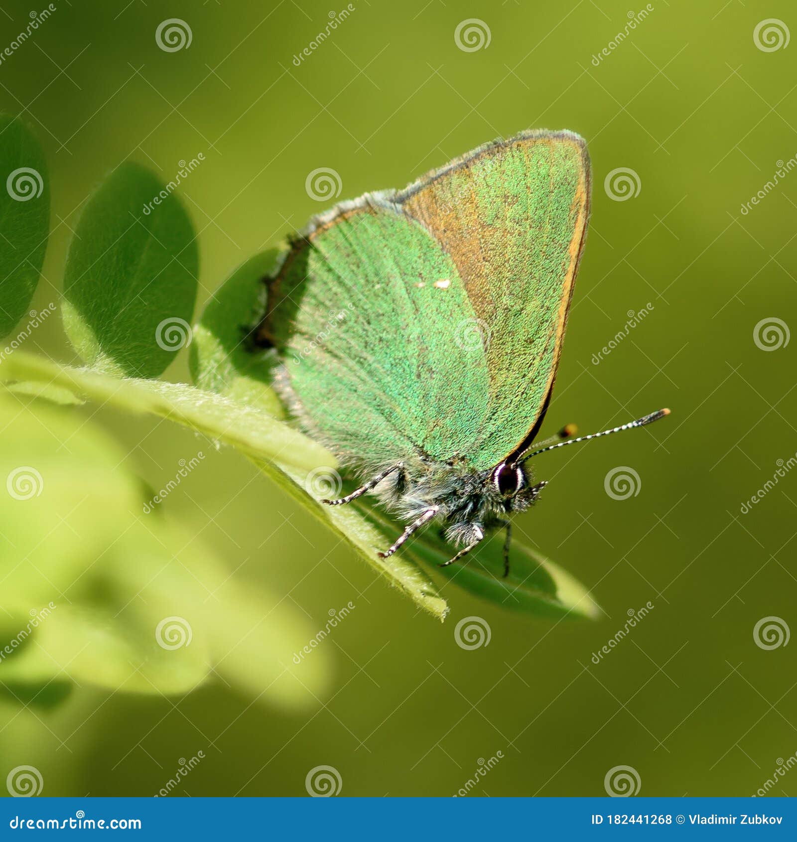 Green Butterfly on a Tree Branch Stock Photo - Image of insect, macro ...