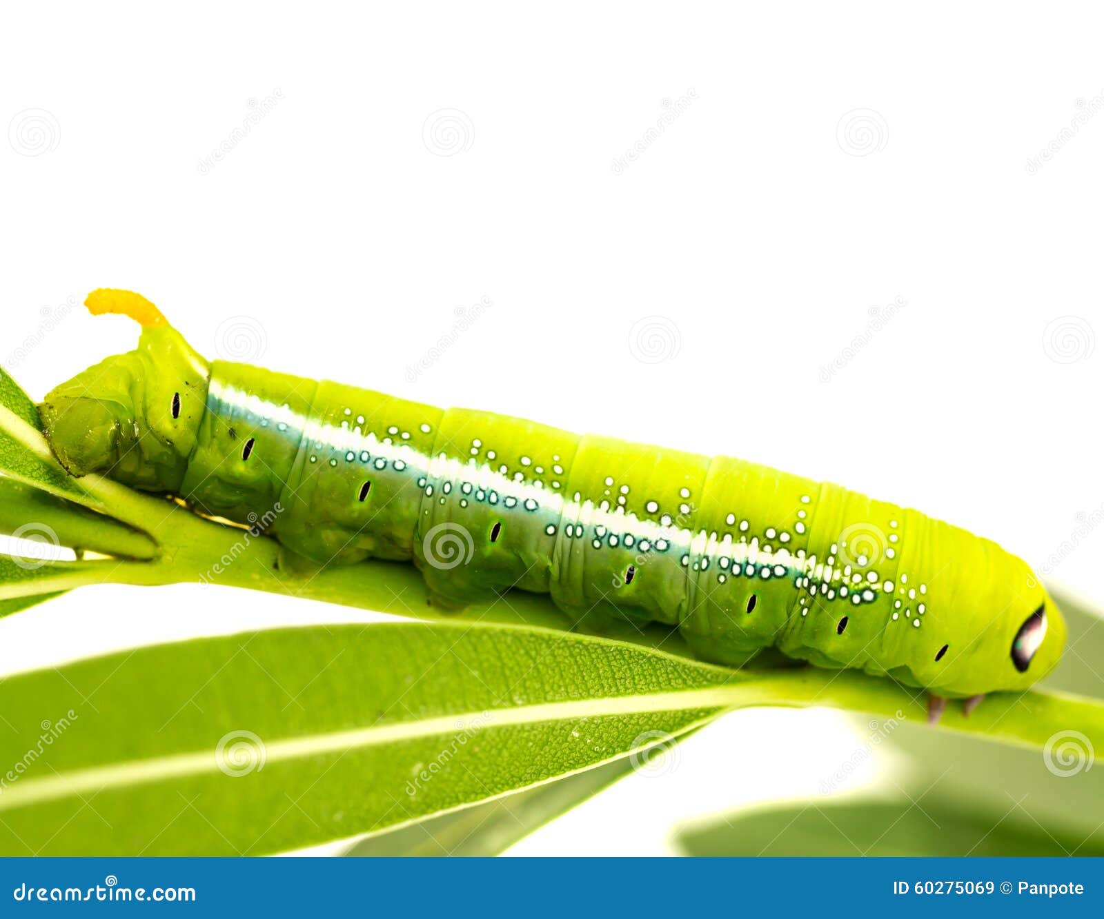 Green butterfly worm stock image. Image of detail, destructive - 60275069
