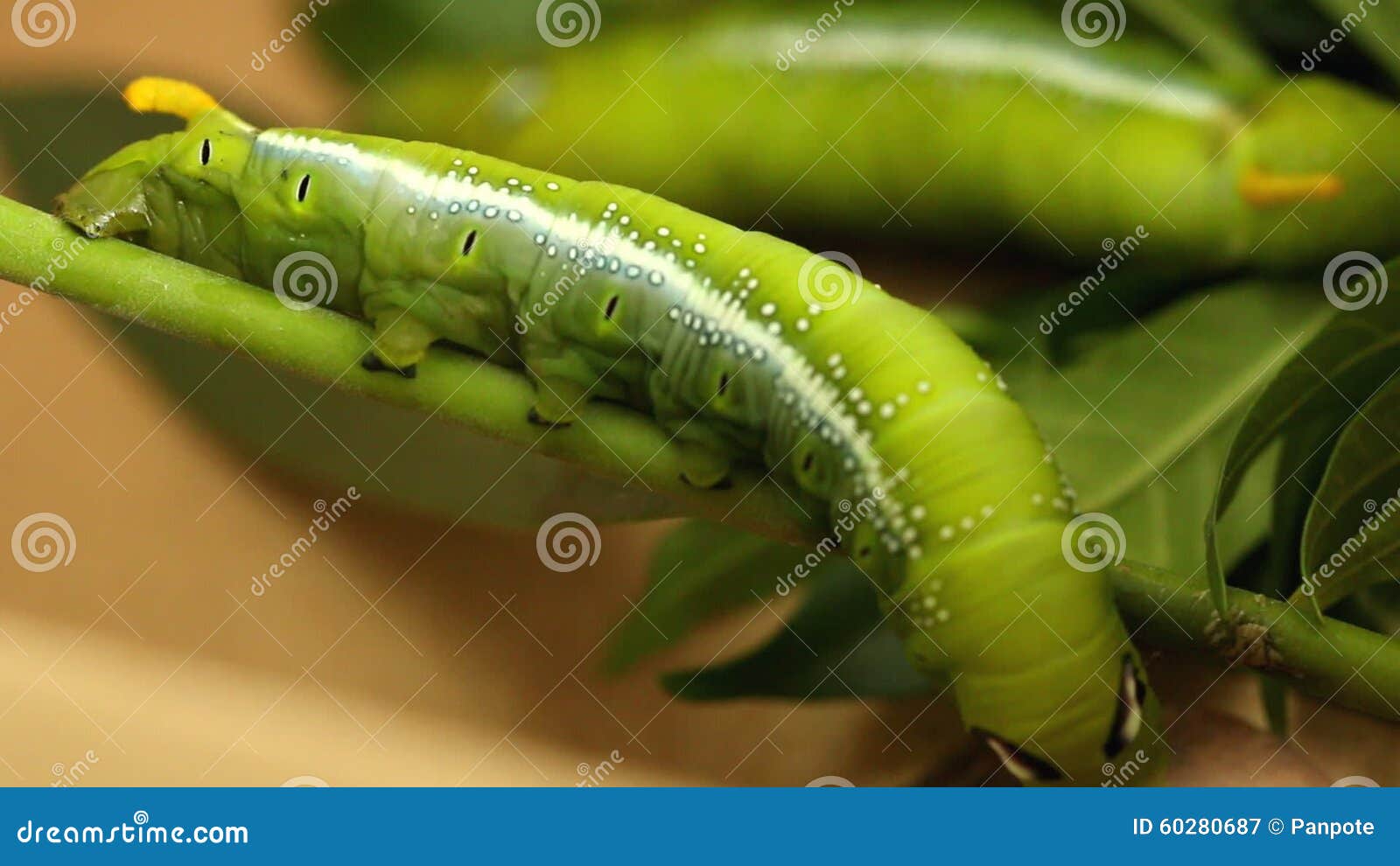 Green butterfly worm stock video. Video of close, insect - 60280687