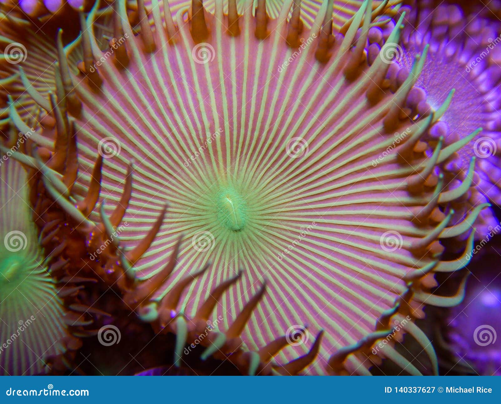 Green button polyp coral stock image. Image of dive - 140337627