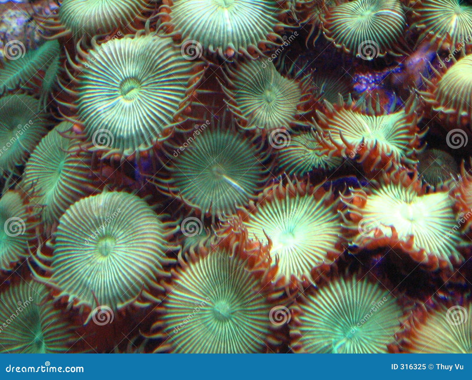 Green Button Polyps stock image. Image of polyps, aquarium - 316325