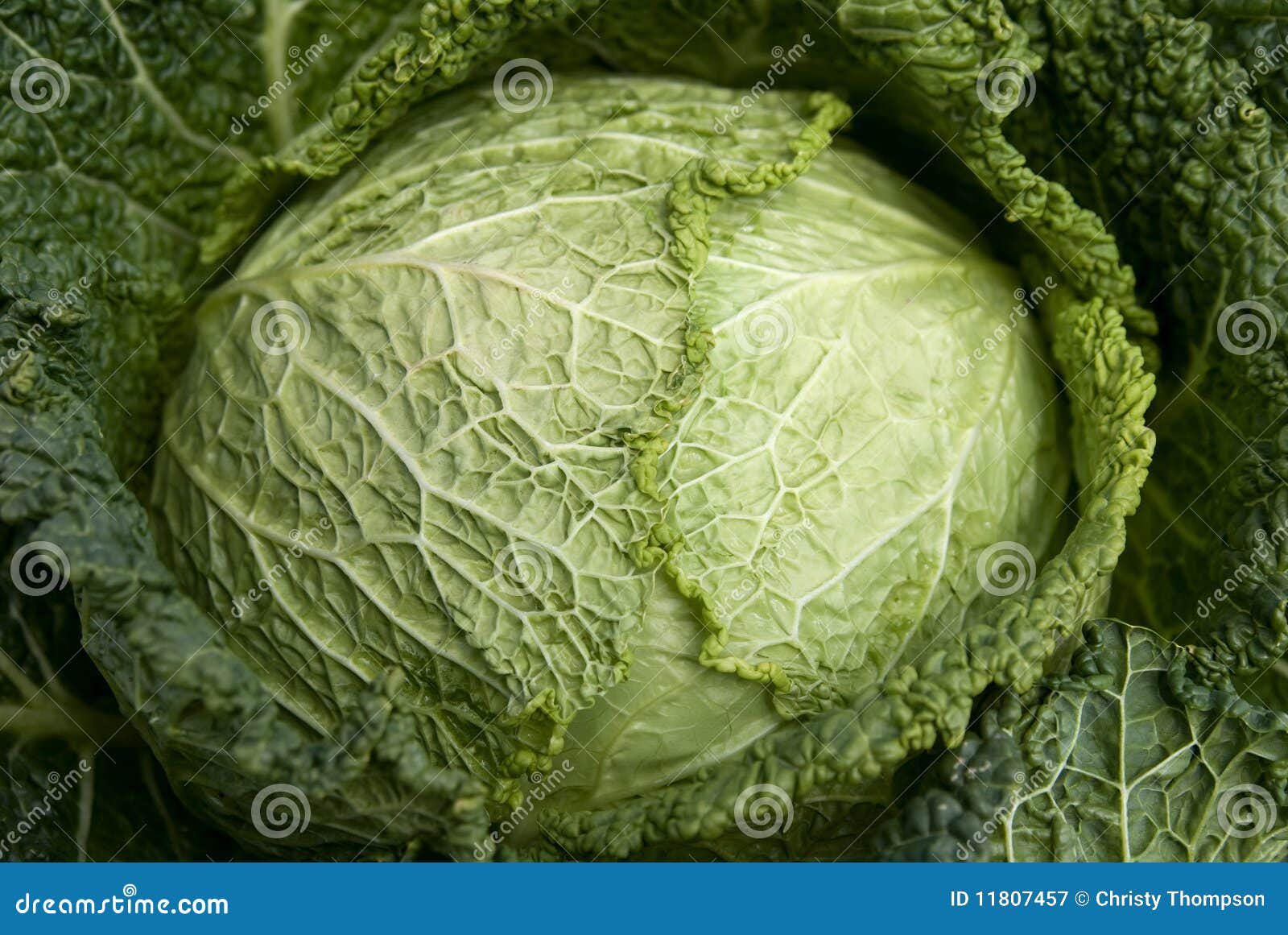 Green cabbage stock image. Image of nutrition, freshness - 11807457