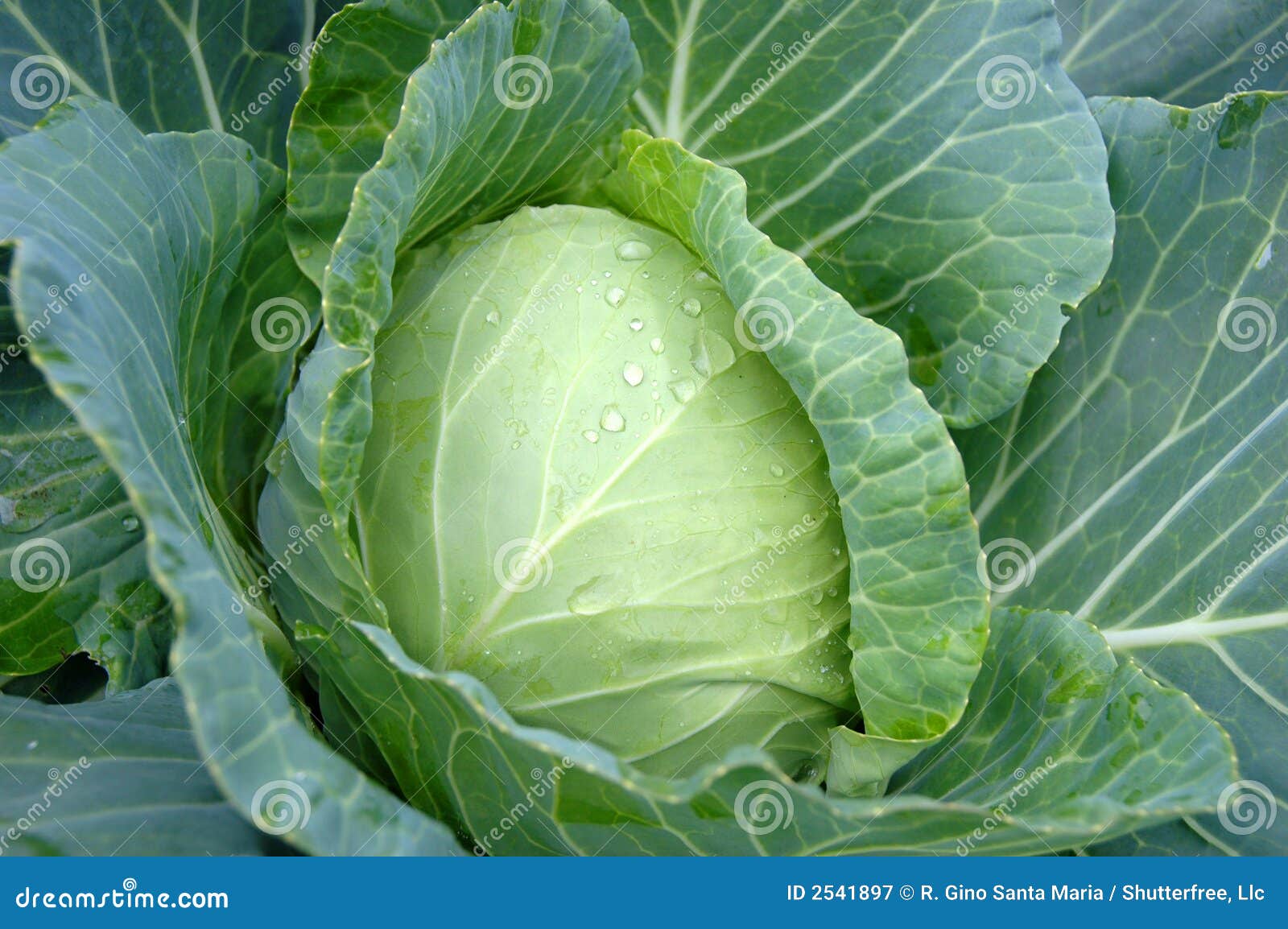 Green Cabbage stock image. Image of healthy, lifestyle - 2541897